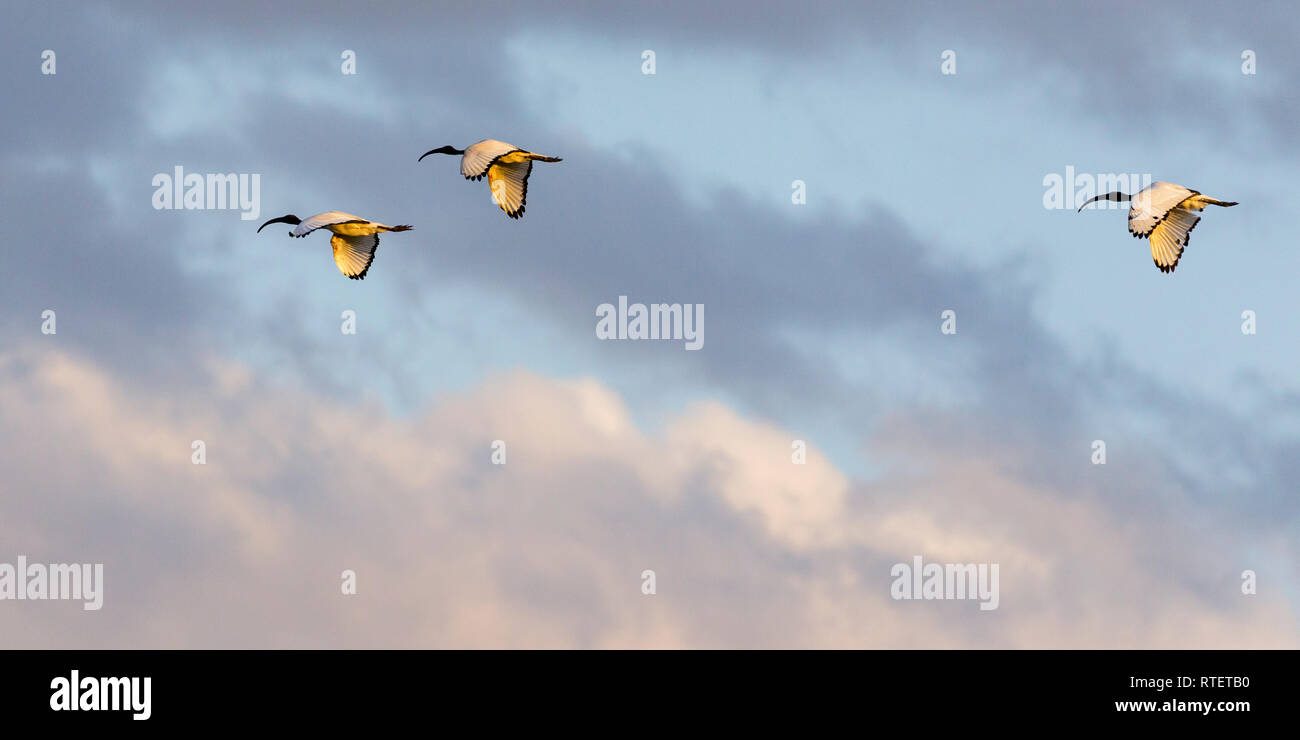 A small flock of African Sacred Ibis flying in formation, wide ...