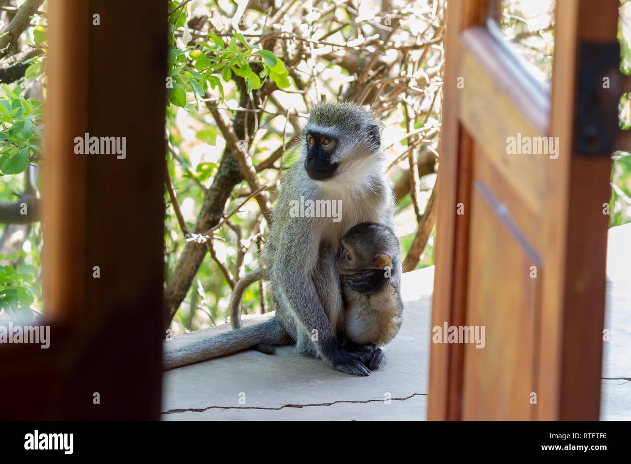 A female adult Vervet monkey cradling it's baby, seated on the terrace ...