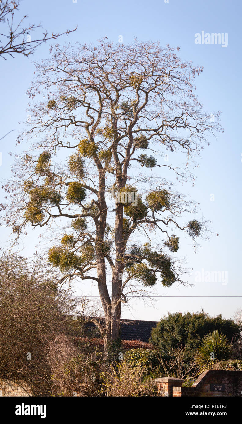 Trees with mistletoe hi-res stock photography and images - Alamy