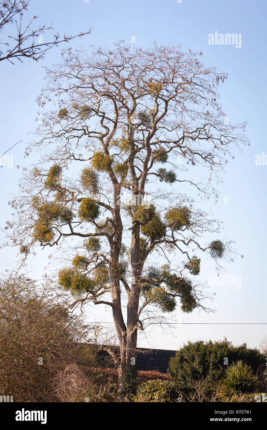 Trees with mistletoe hi-res stock photography and images - Alamy