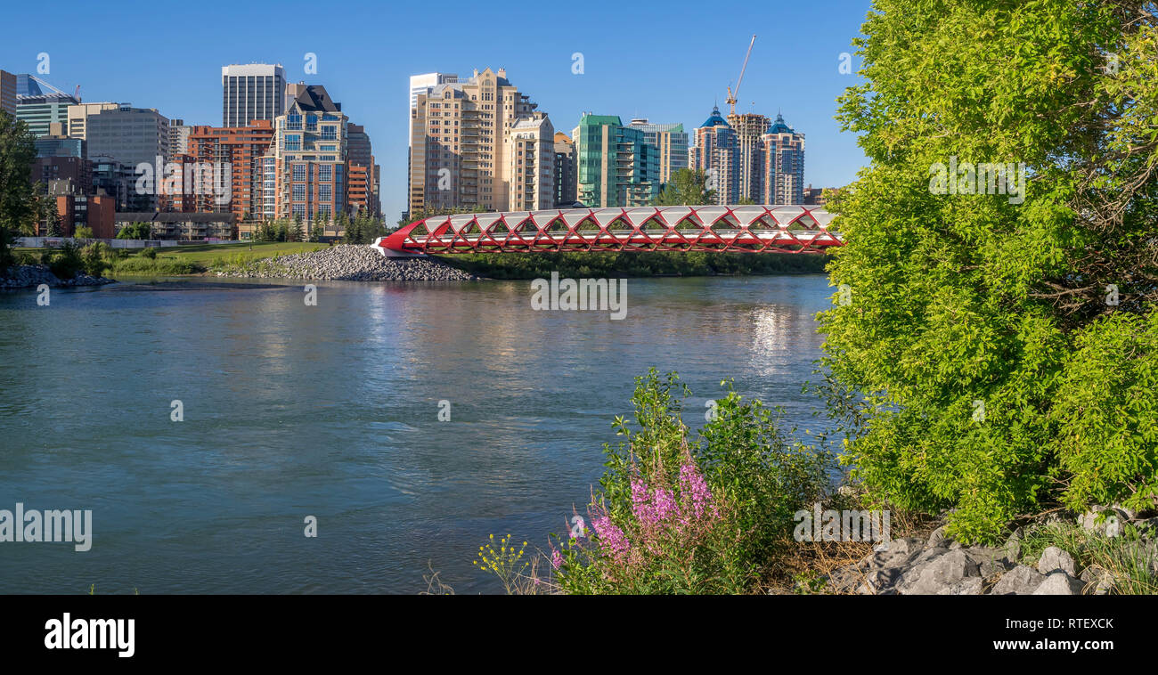 The Peace Bridge spanning the Bow River in Calgary, Alberta. The ...