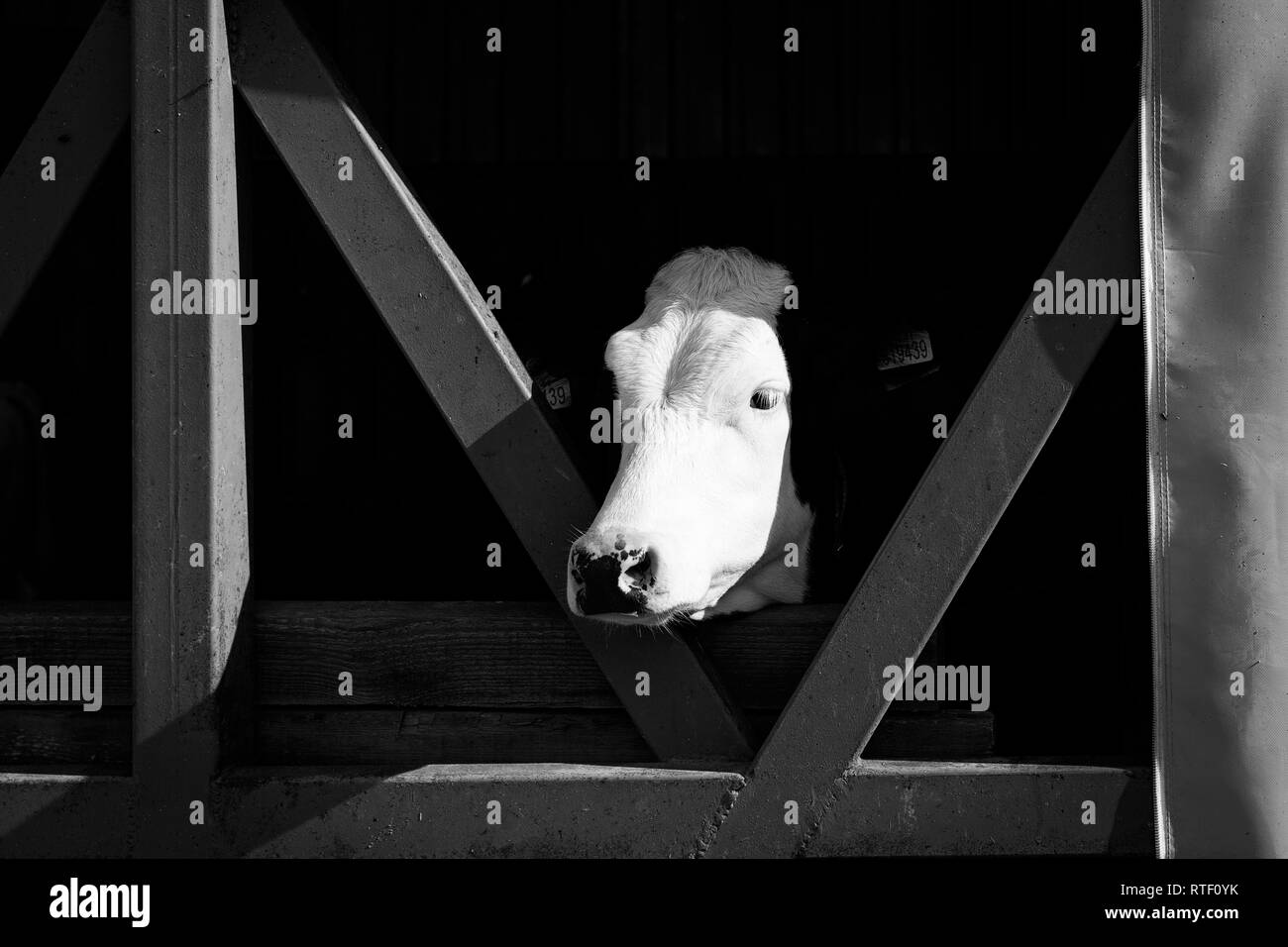 Small cow's head sticking outside from farm stable. - Black and white ...