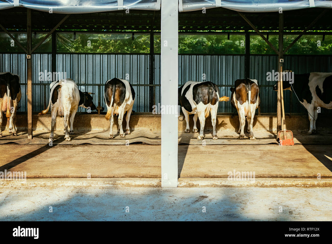 Domestic cows standing inside of the cow shed on a farm. - Image Stock ...