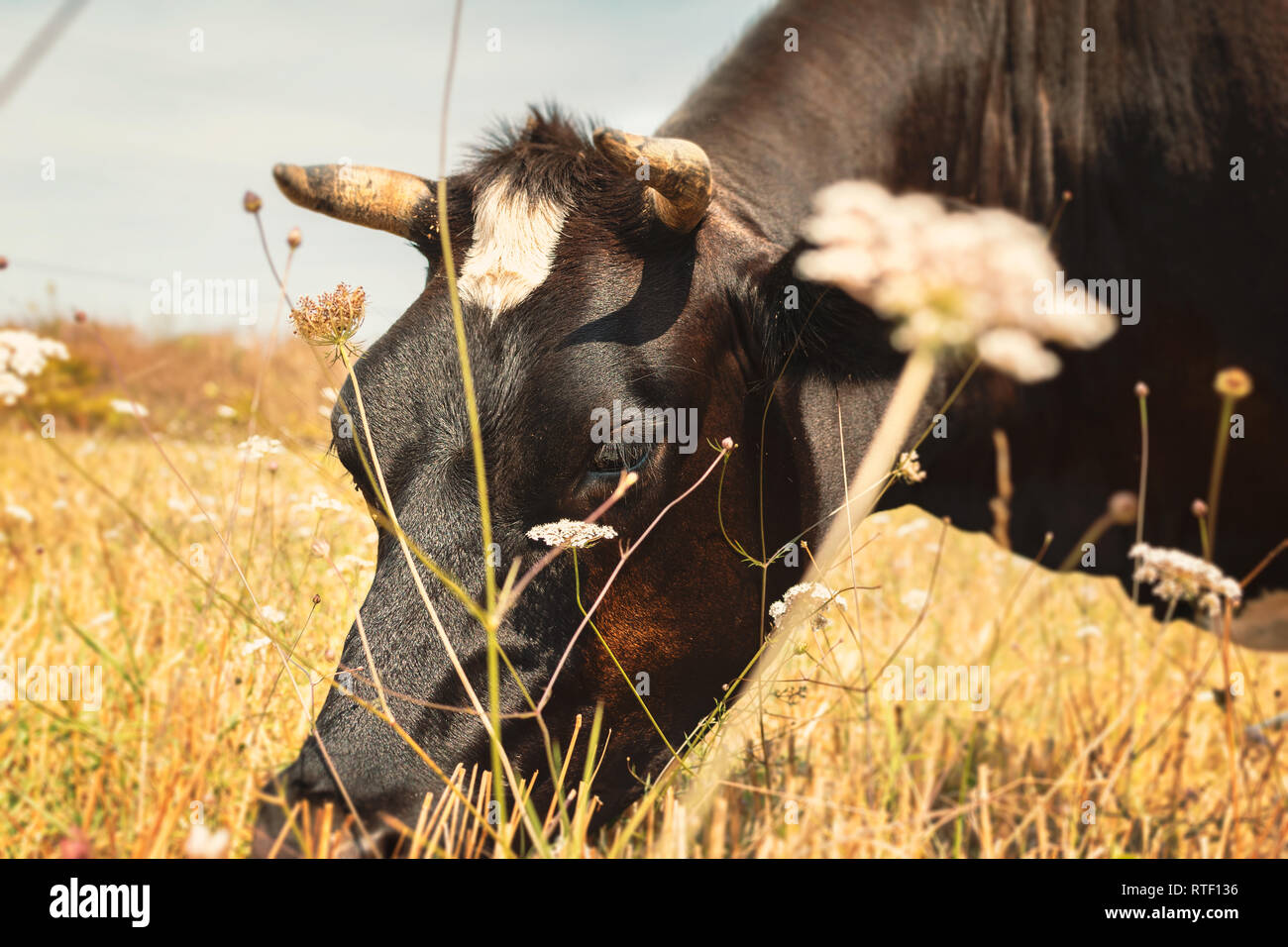 Domestic cow moving free hi-res stock photography and images - Alamy