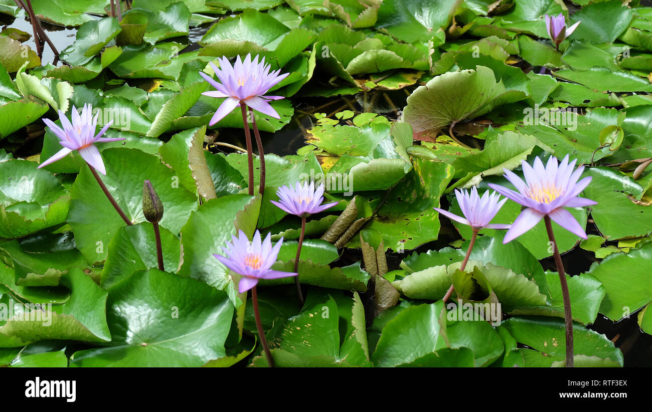 Lotus flower side view hi-res stock photography and images - Alamy