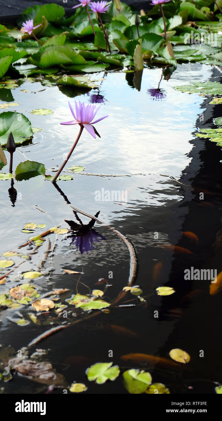 Lotus flower side view hi-res stock photography and images - Alamy