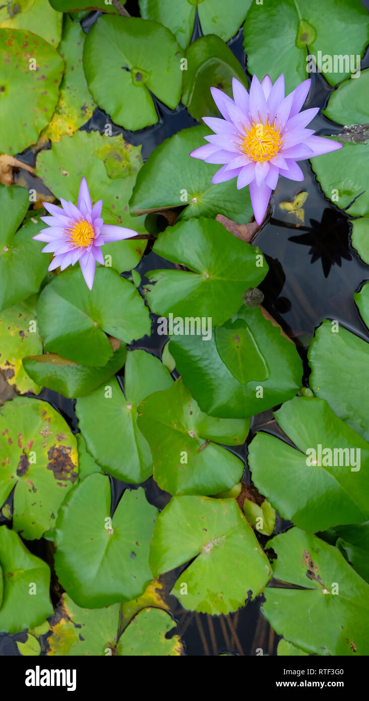Two purple lotuses blooming, with background of many green lotus leaves ...