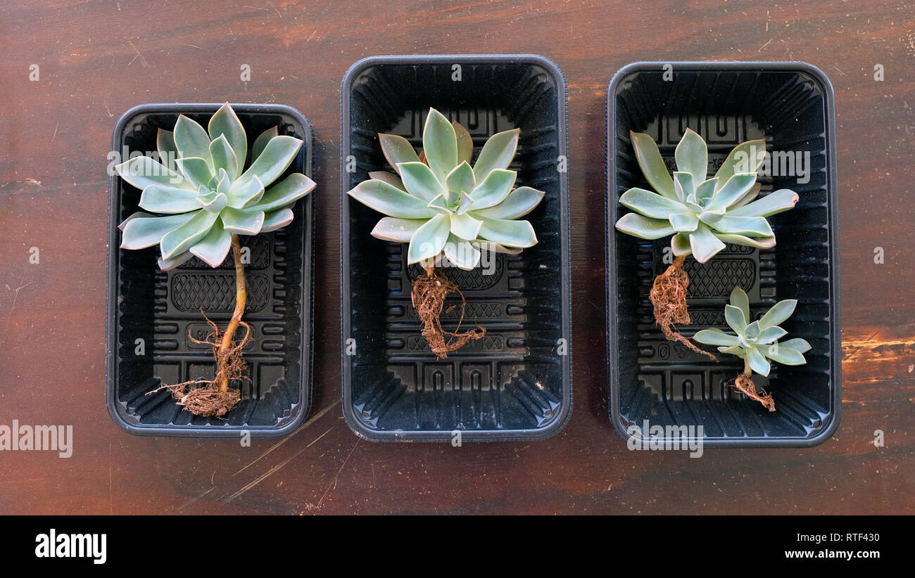 Three black plastic trays side by side with succulent plants with roots ...