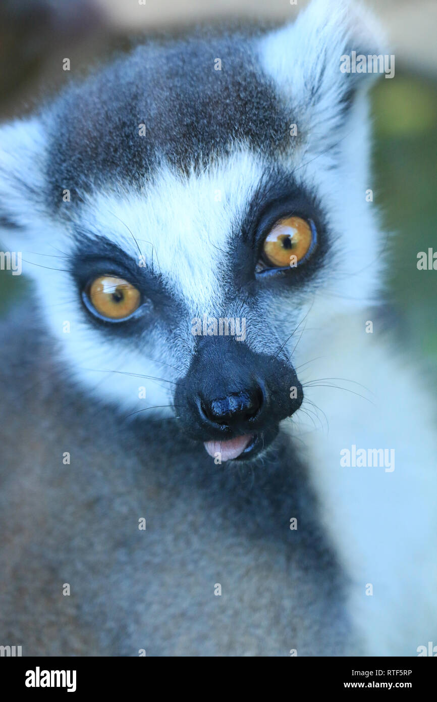 A cute lemur Stock Photo - Alamy