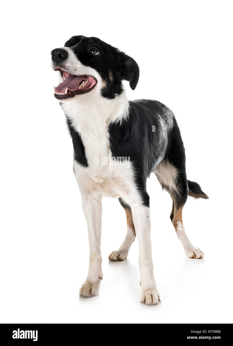 border collie in front of white background Stock Photo - Alamy