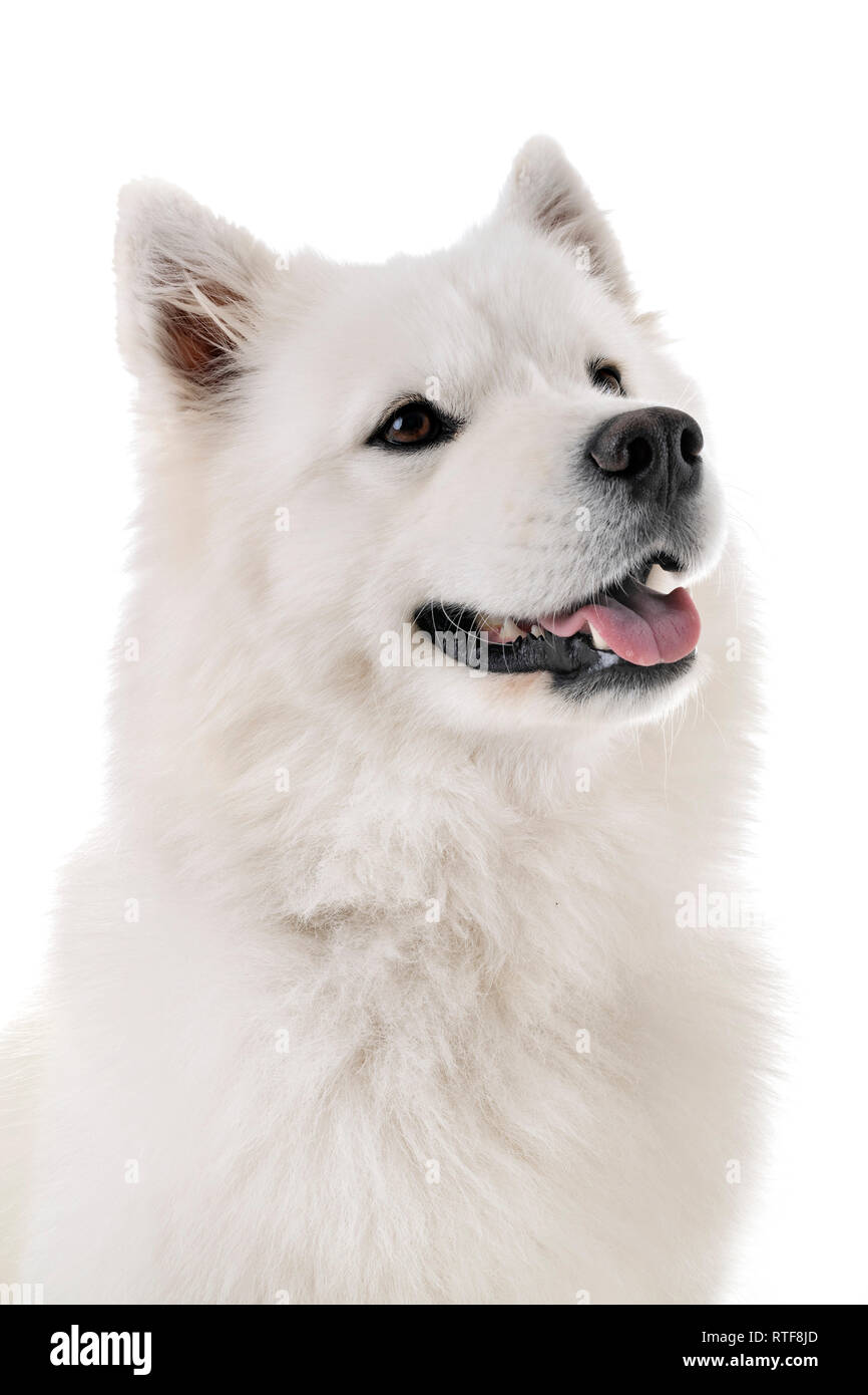 Samoyed dog in front of white background Stock Photo - Alamy