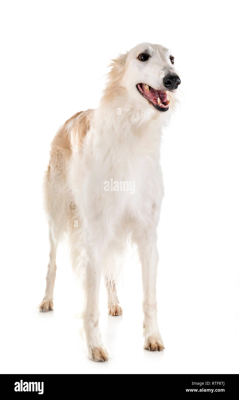 white borzoi in front of white background Stock Photo - Alamy