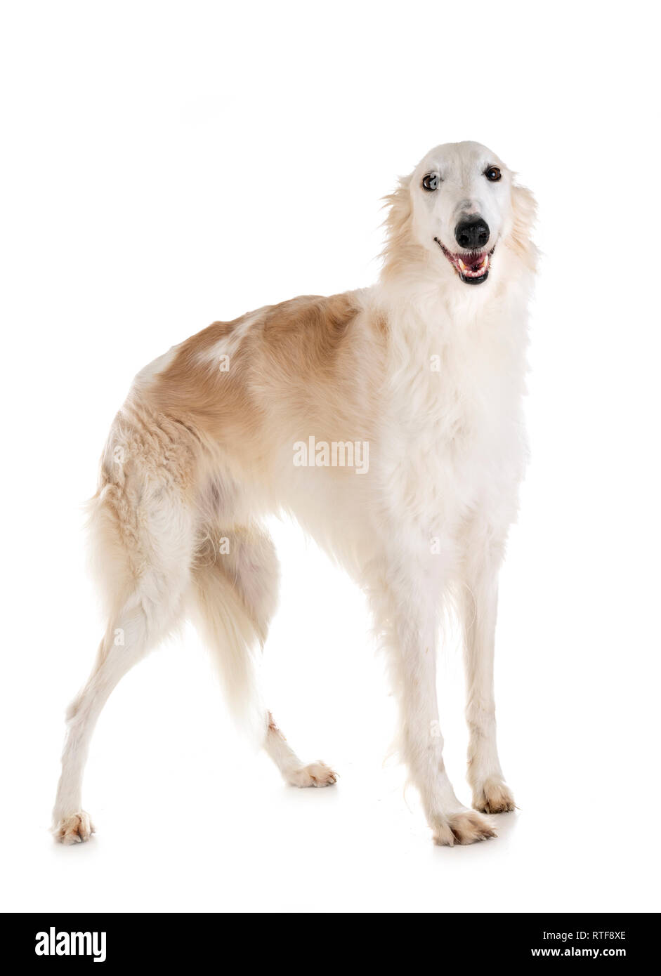 white borzoi in front of white background Stock Photo - Alamy
