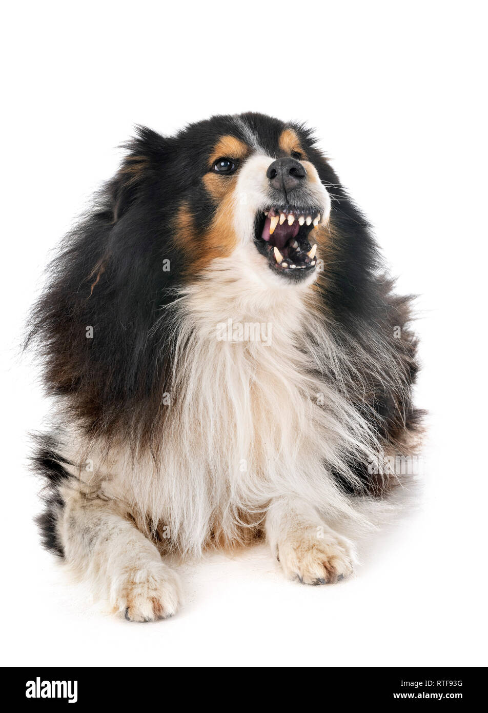 How Do You Stop A Sheltie From Barking