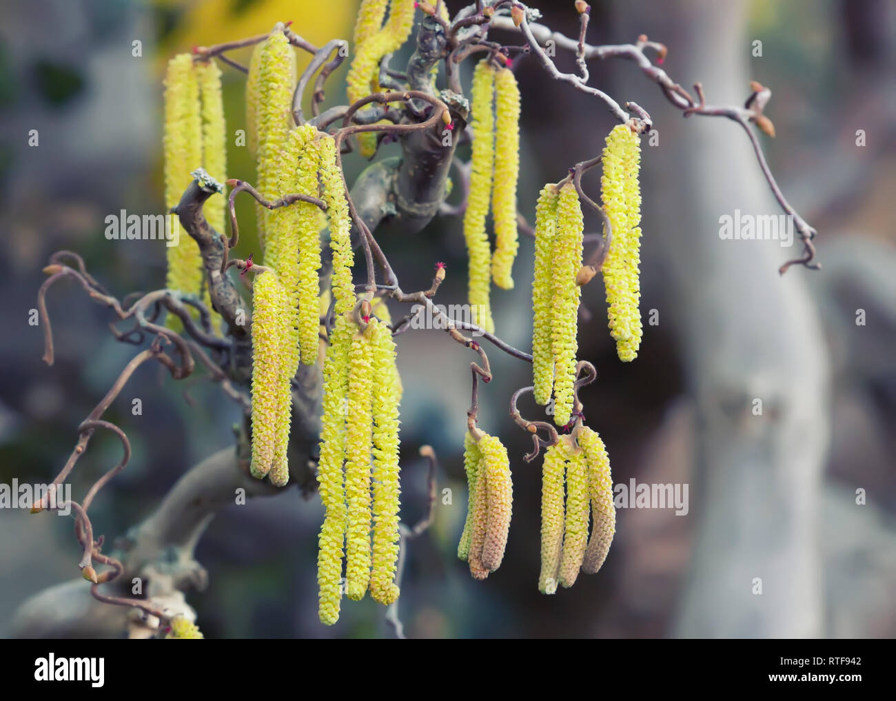 Contorta tree branch hi-res stock photography and images - Alamy