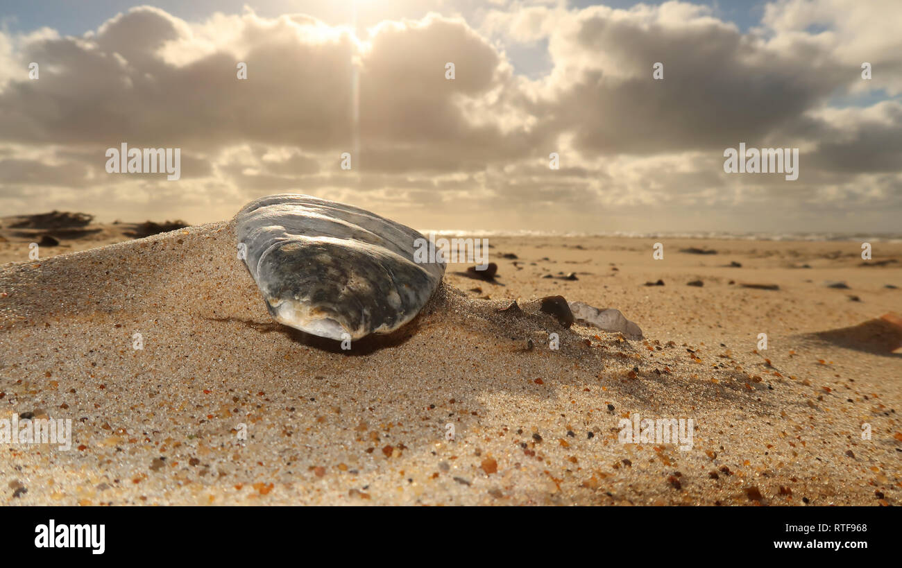 sea shell on the beach Stock Photo - Alamy