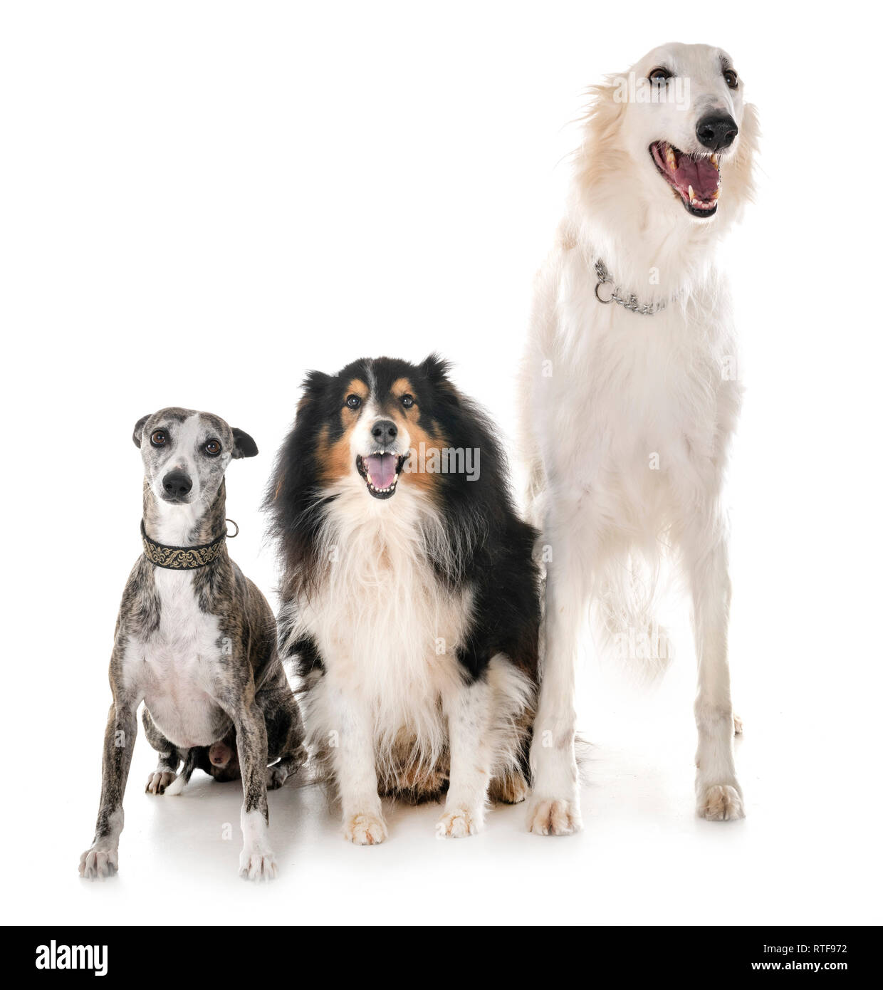 three dogs in front of white background Stock Photo - Alamy