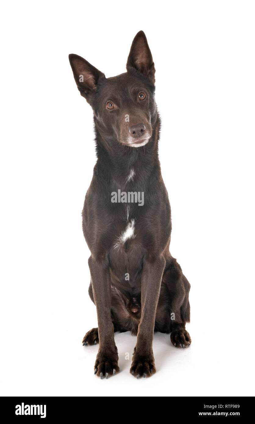 Australian Kelpie in front of white background Stock Photo - Alamy