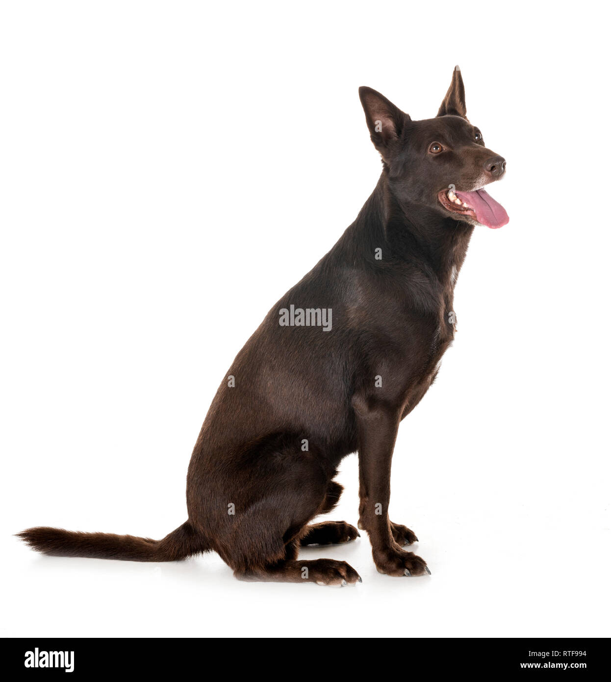 Australian Kelpie in front of white background Stock Photo - Alamy
