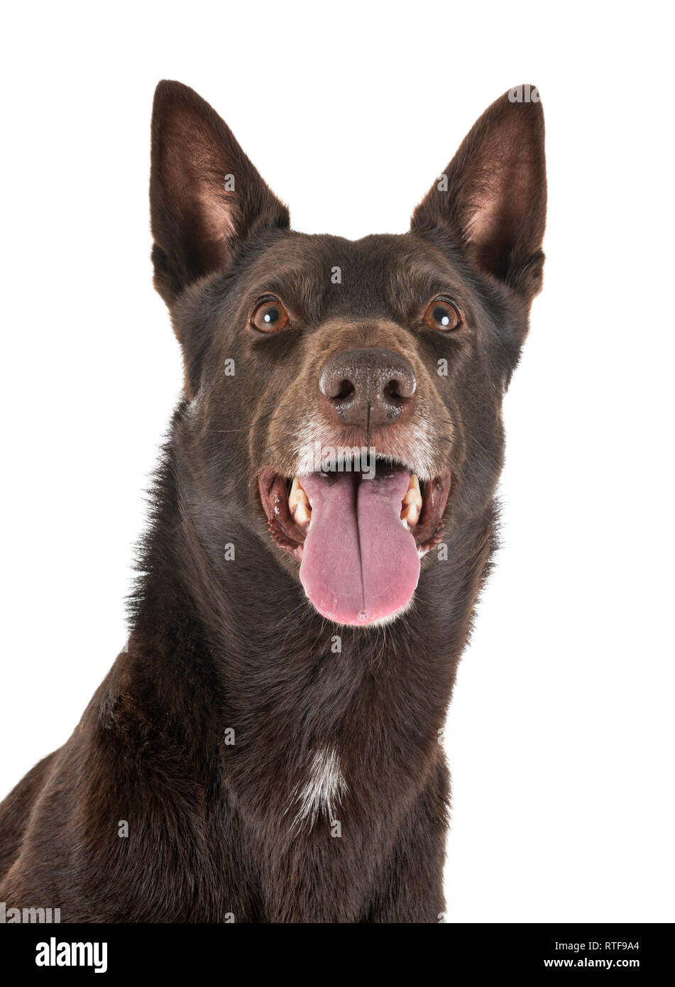Australian Kelpie in front of white background Stock Photo - Alamy
