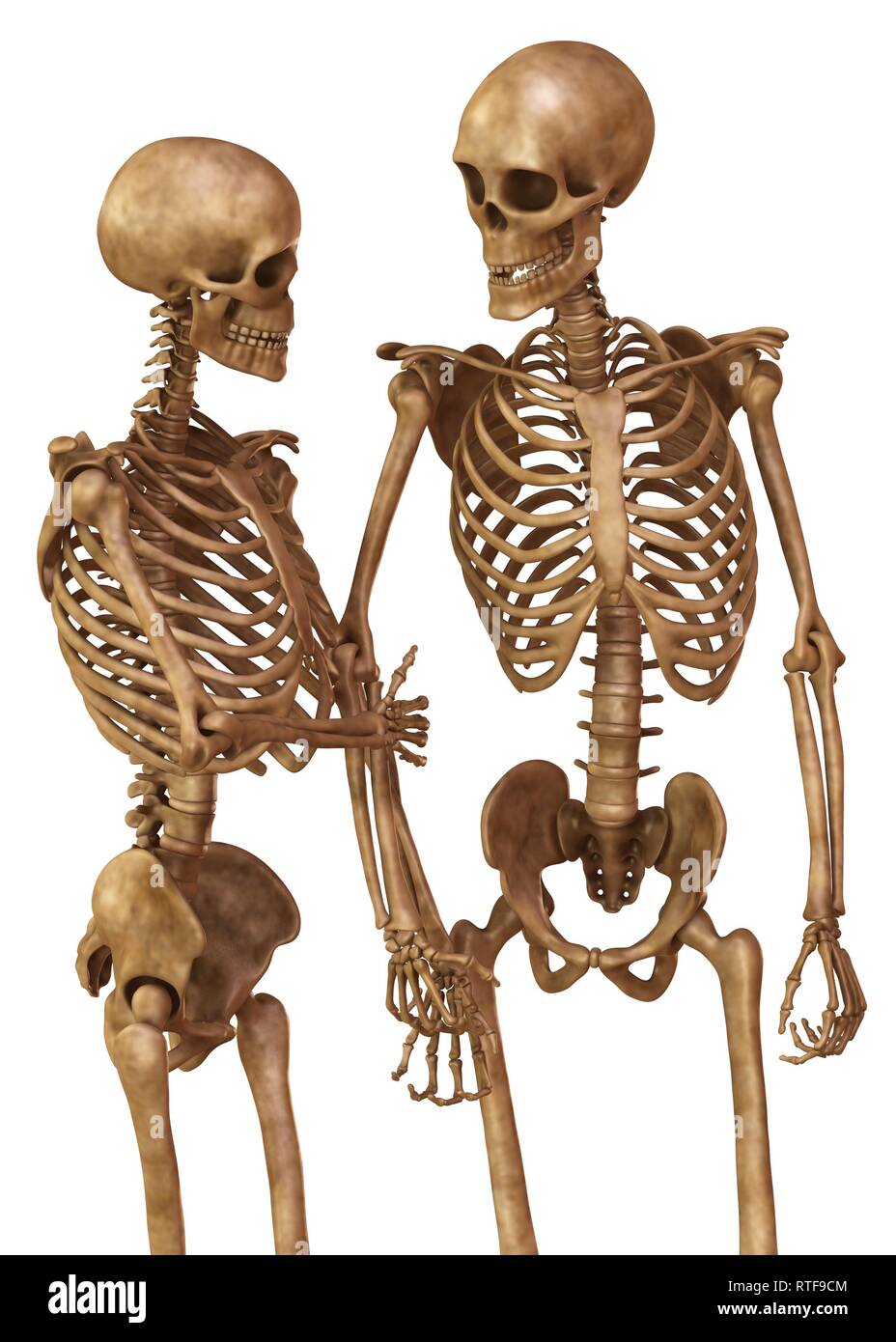 Skeletons of man and woman in the pose of lovers. Isolated on white ...
