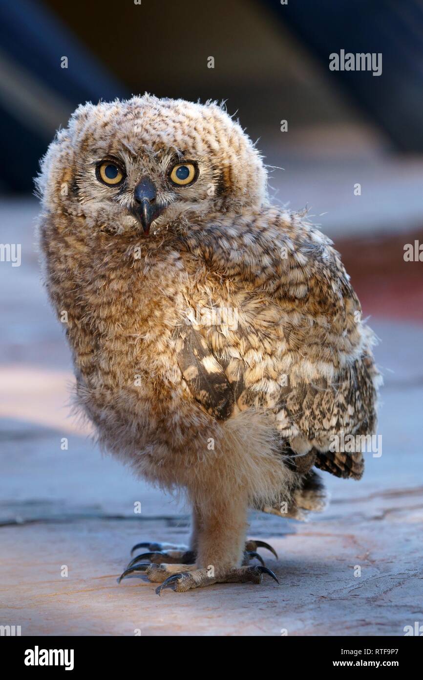 Cape eagle owl bubo capensis hi-res stock photography and images - Alamy