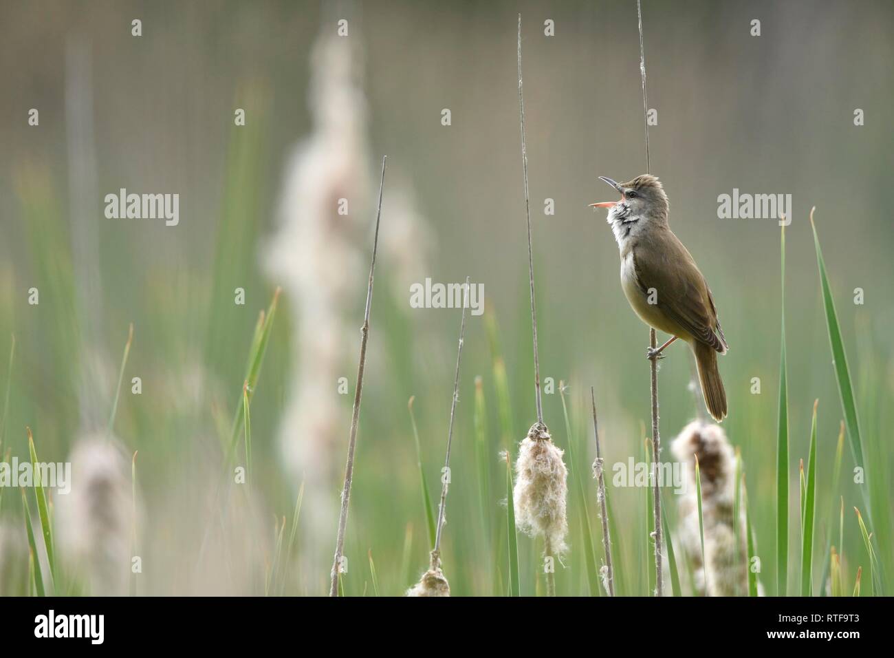 Great Reed Warbler (Acrocephalus arundinaceus), adult bird singing on a ...