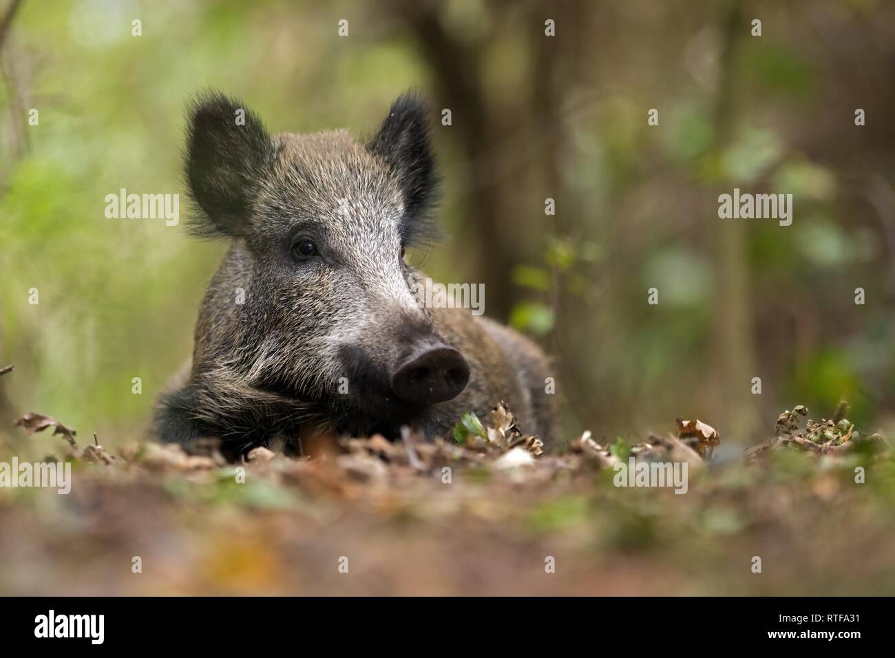 Wild boar (Sus scrofa) lies in oakleaves, Prerow, Germany Stock Photo ...