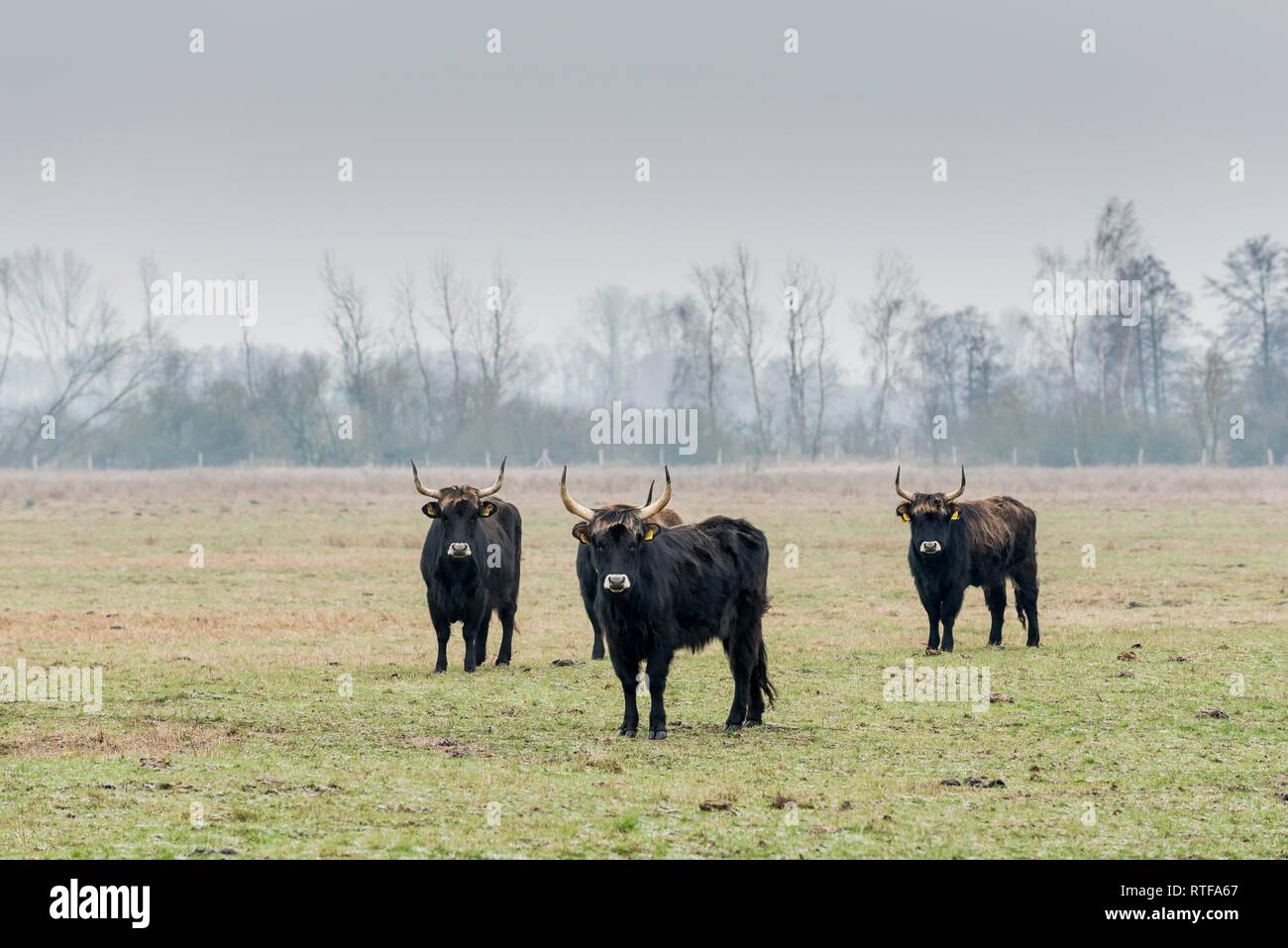 Heck cattle bull and cow hi-res stock photography and images - Alamy