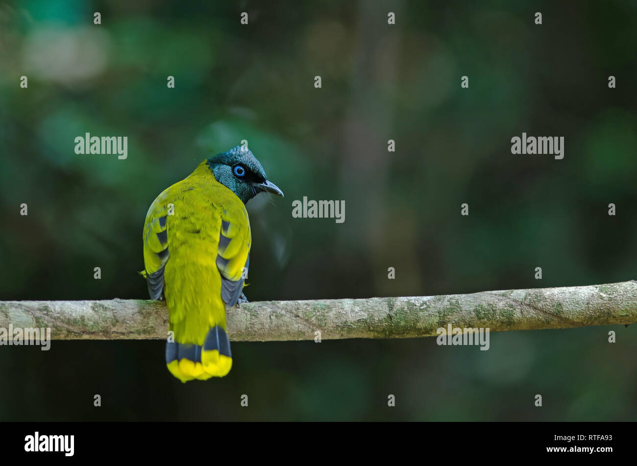 Black-headed Bulbul, Pycnonotus atriceps in nature Stock Photo - Alamy