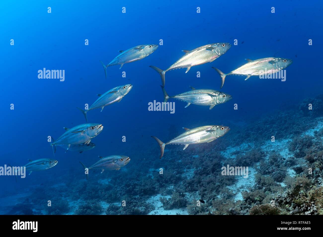 Fish swarm tuna hi-res stock photography and images - Alamy