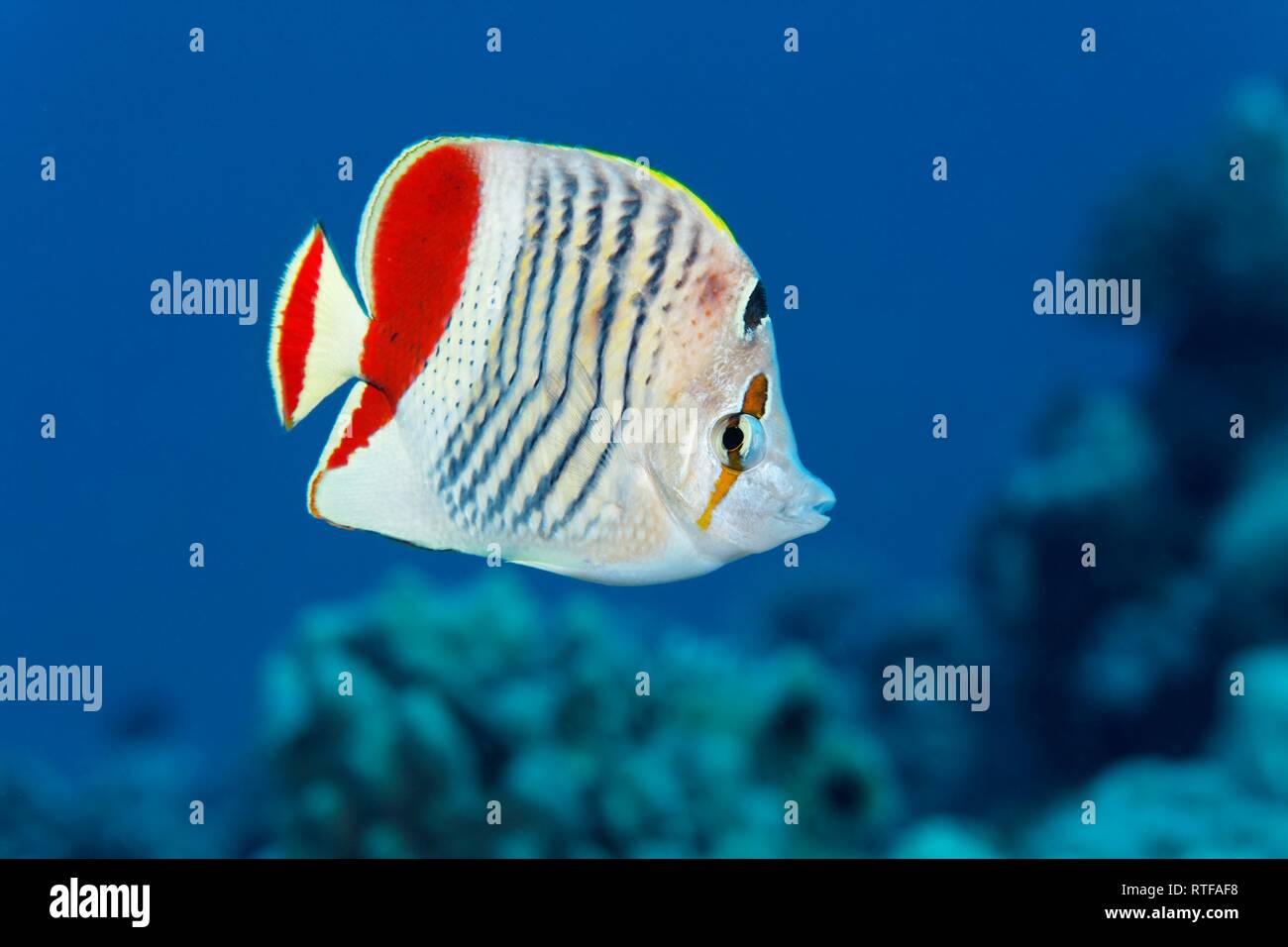 Eritrean butterflyfish (Chaetodon paucifasciatus) swims over coral reef ...