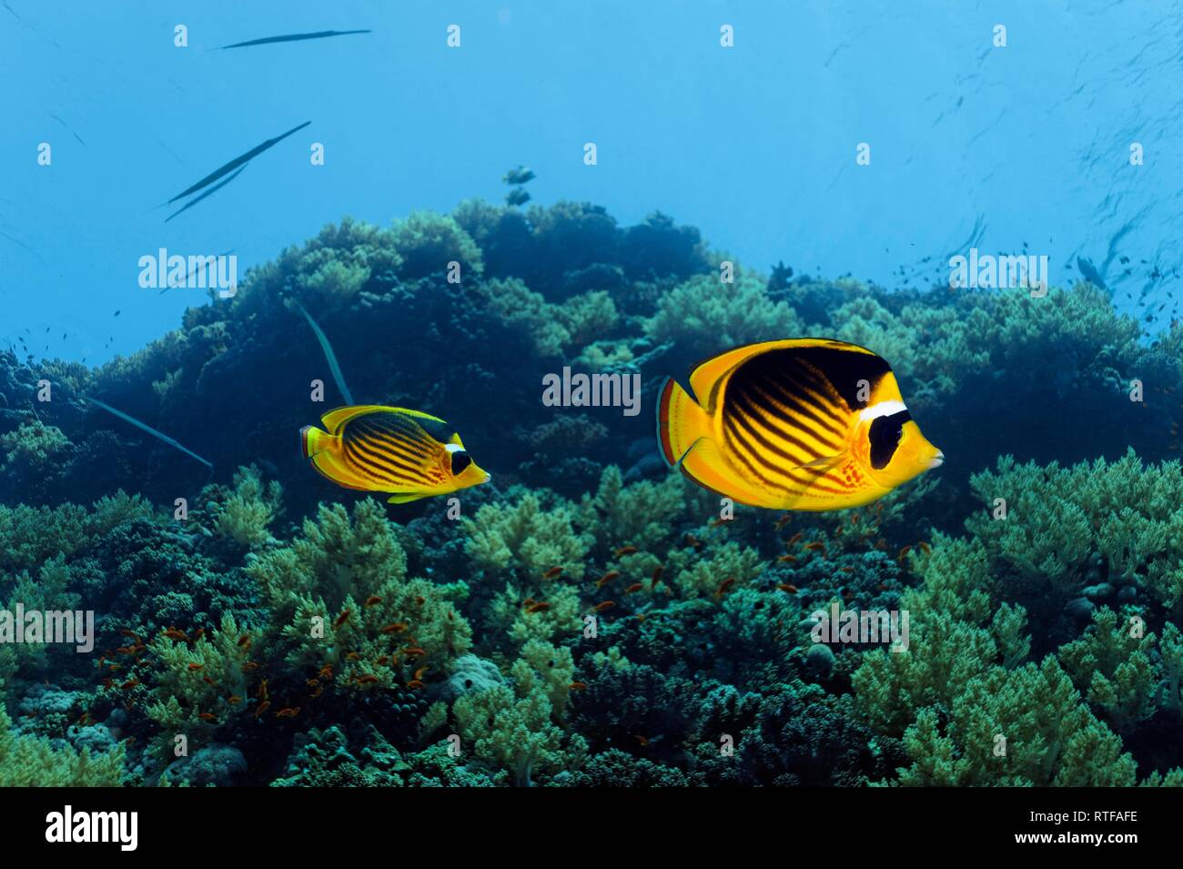Diagonal Butterflyfish (Chaetodon fasciatus) swims over coral reef, Red ...