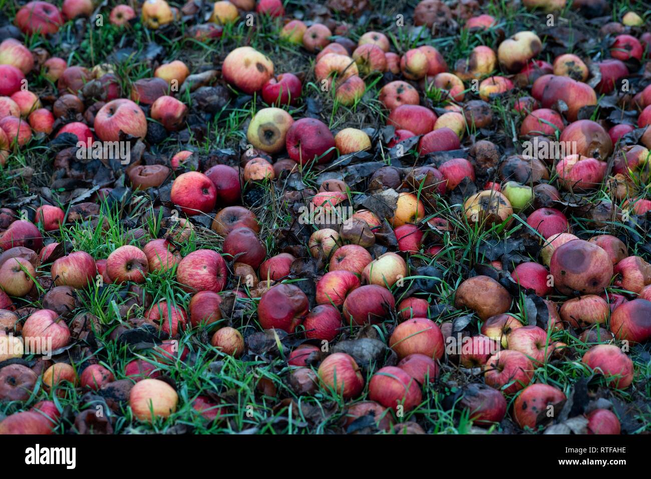 Falling fruit hi-res stock photography and images - Alamy