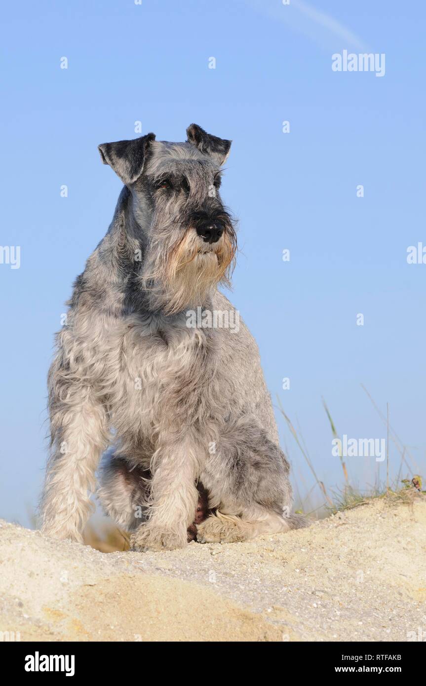 Salt and pepper schnauzer hi-res stock photography and images - Alamy