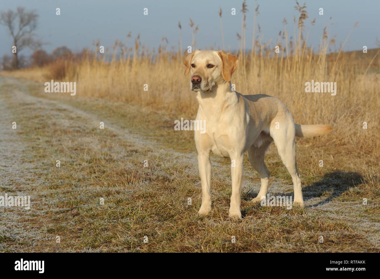 Labrador retriever yellow standing hi-res stock photography and images ...