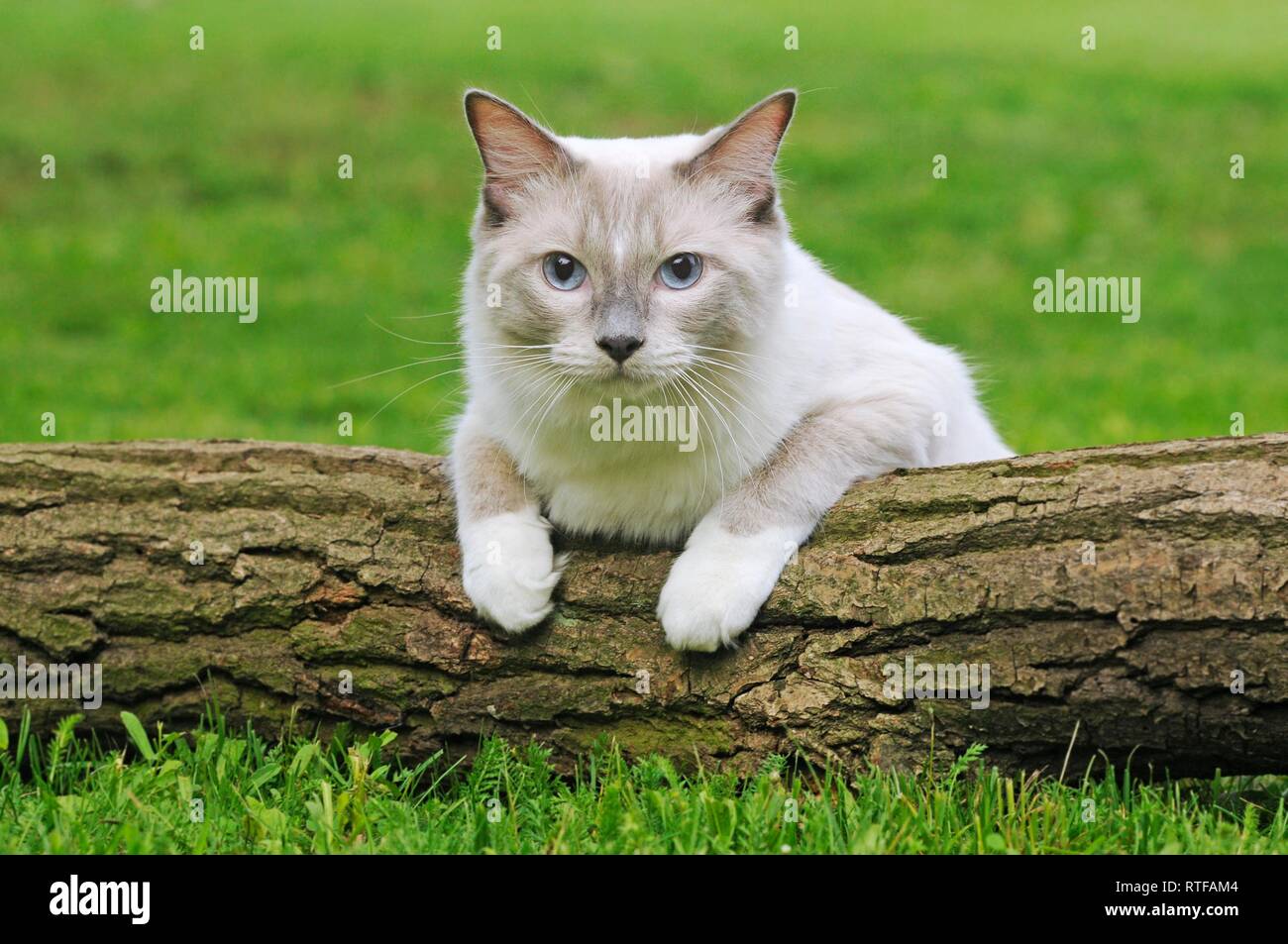 Ragdoll, lilac tabby mitted solid, male lying on tree trunk, Austria ...