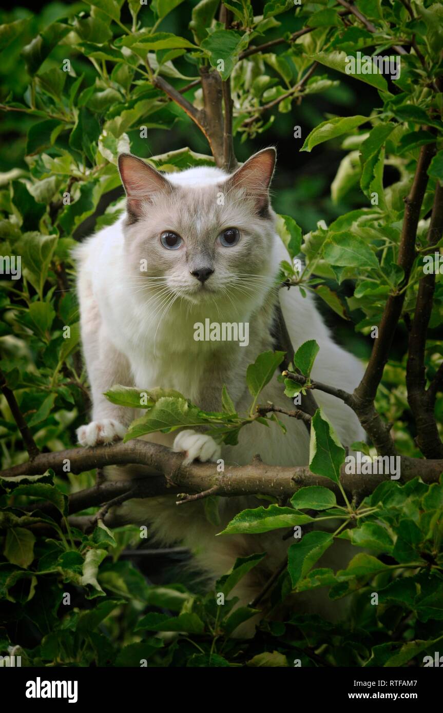 Ragdoll, lilac tabby mitted solid, male sits in tree, Austria Stock ...