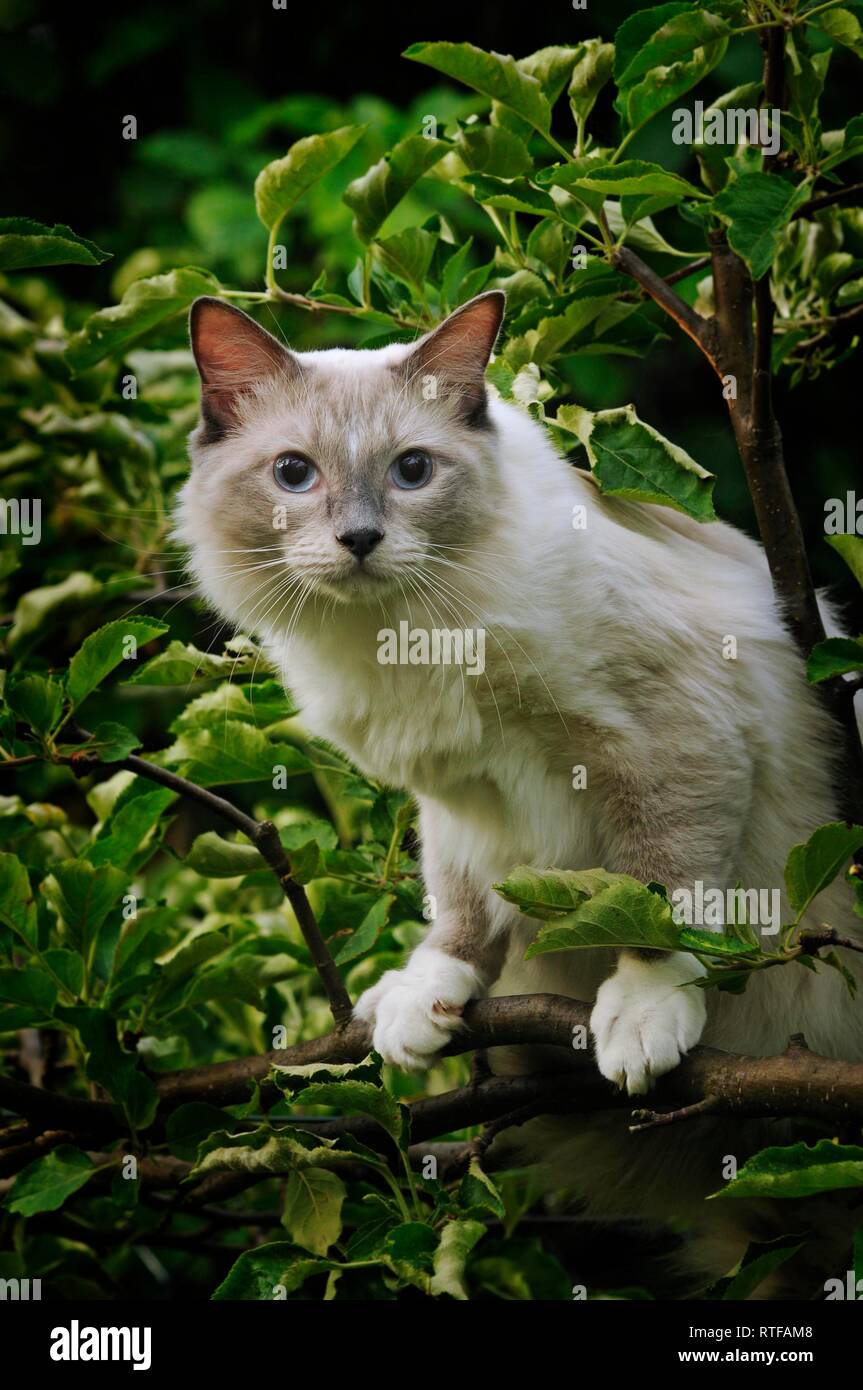 Ragdoll, lilac tabby mitted solid, male sits in tree, Austria Stock ...