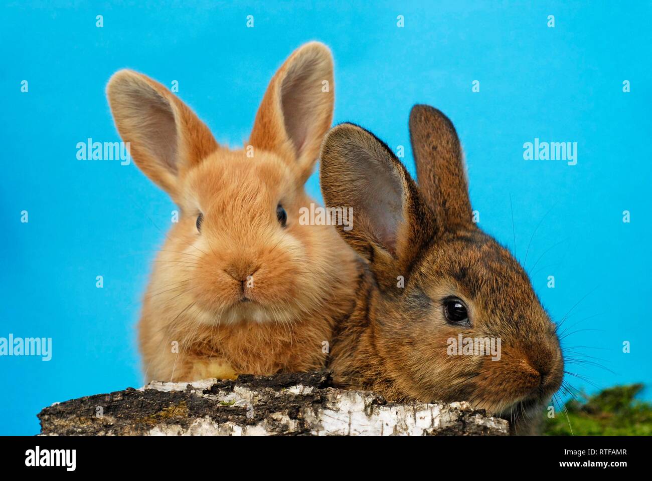 Two dwarf rabbits, chestnut and wild, young animals, animal portrait ...