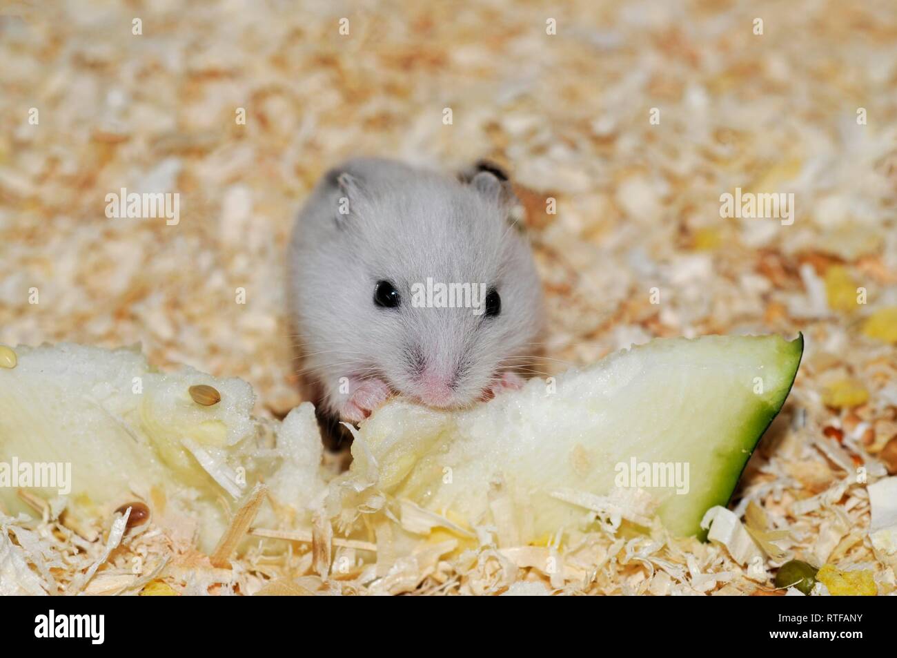 Djungarian hamster (Phodopus sungorus), white, 2 weeks, eats cucumber ...