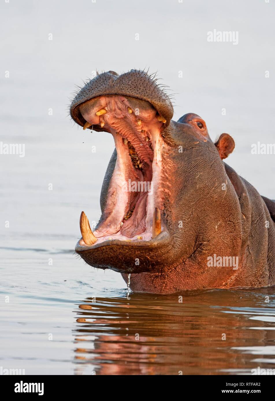 Hippo (Hippopotamus amphibius) in water, animal portrait with open ...