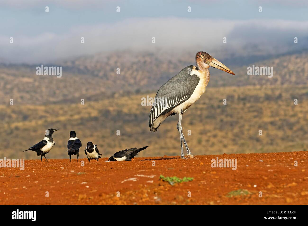 South african pied crows hi-res stock photography and images - Alamy