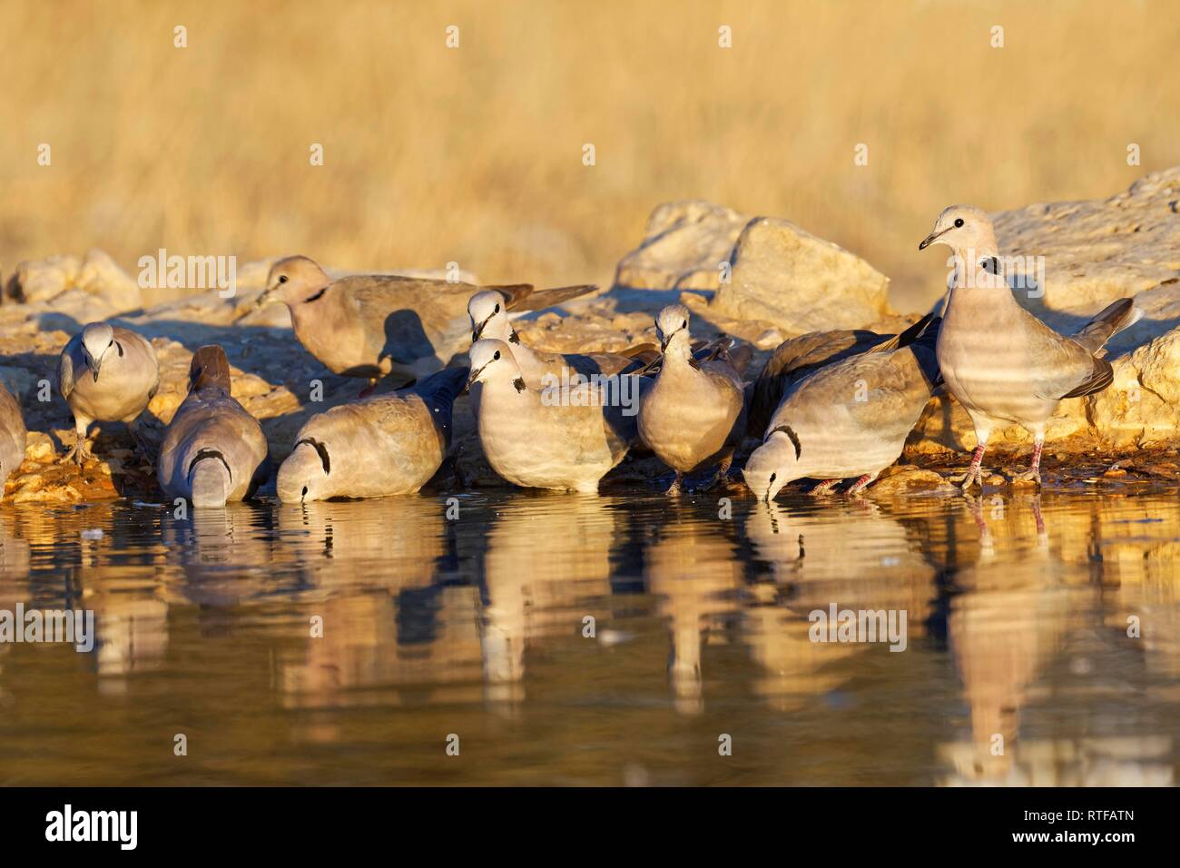Ring-necked Dove (Streptopelia capicola) drink in the morning at the ...