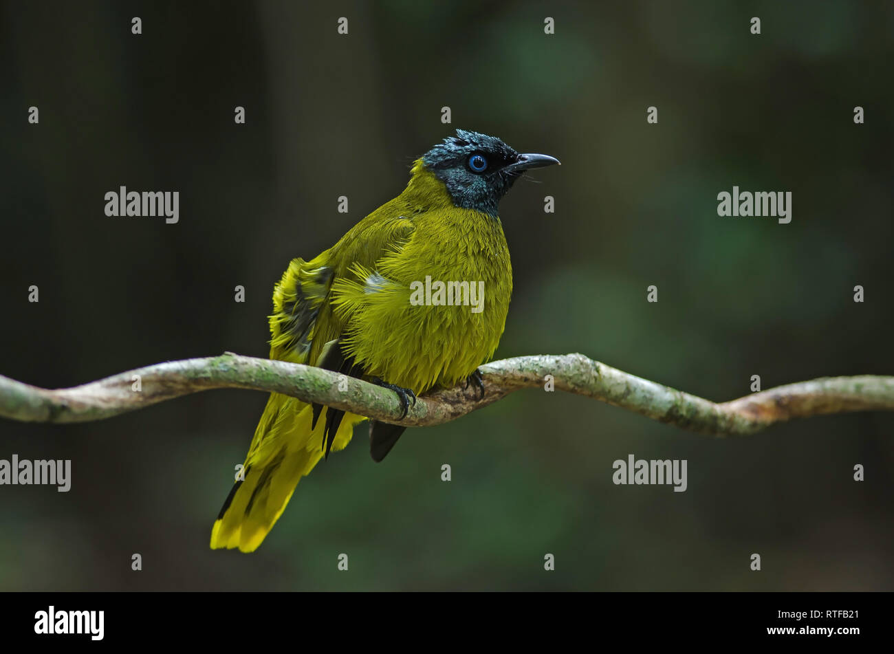 Black-headed Bulbul, Pycnonotus atriceps in nature Stock Photo - Alamy