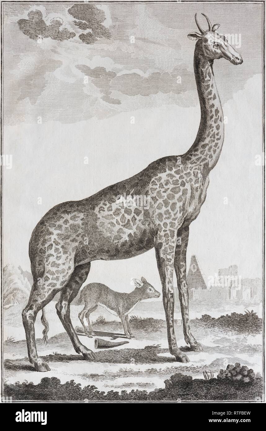 Giraffe (Giraffa), copper engraving by Benard after Martinet from ...