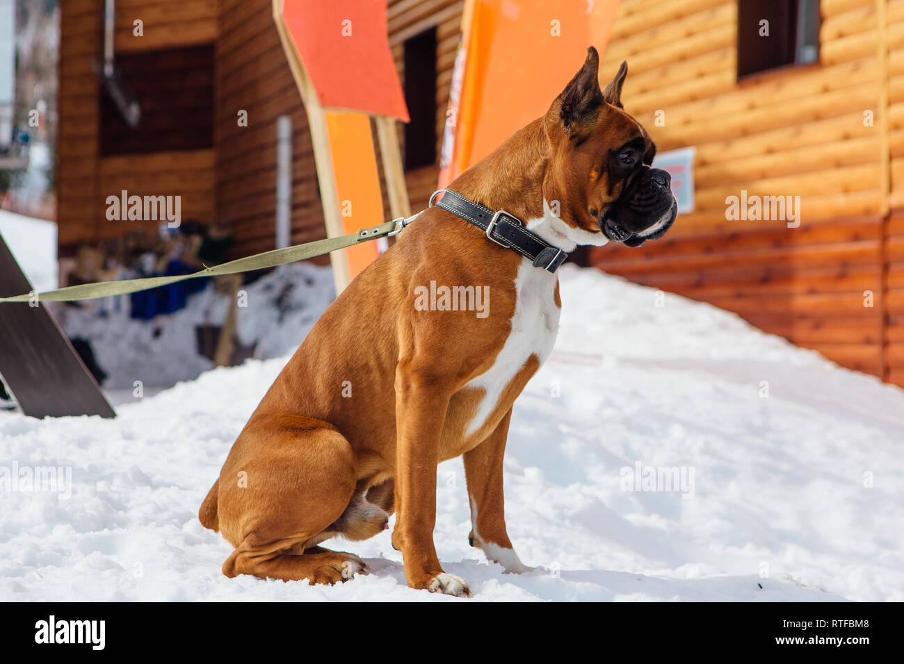 Boxer dog sitting on the snow Stock Photo - Alamy