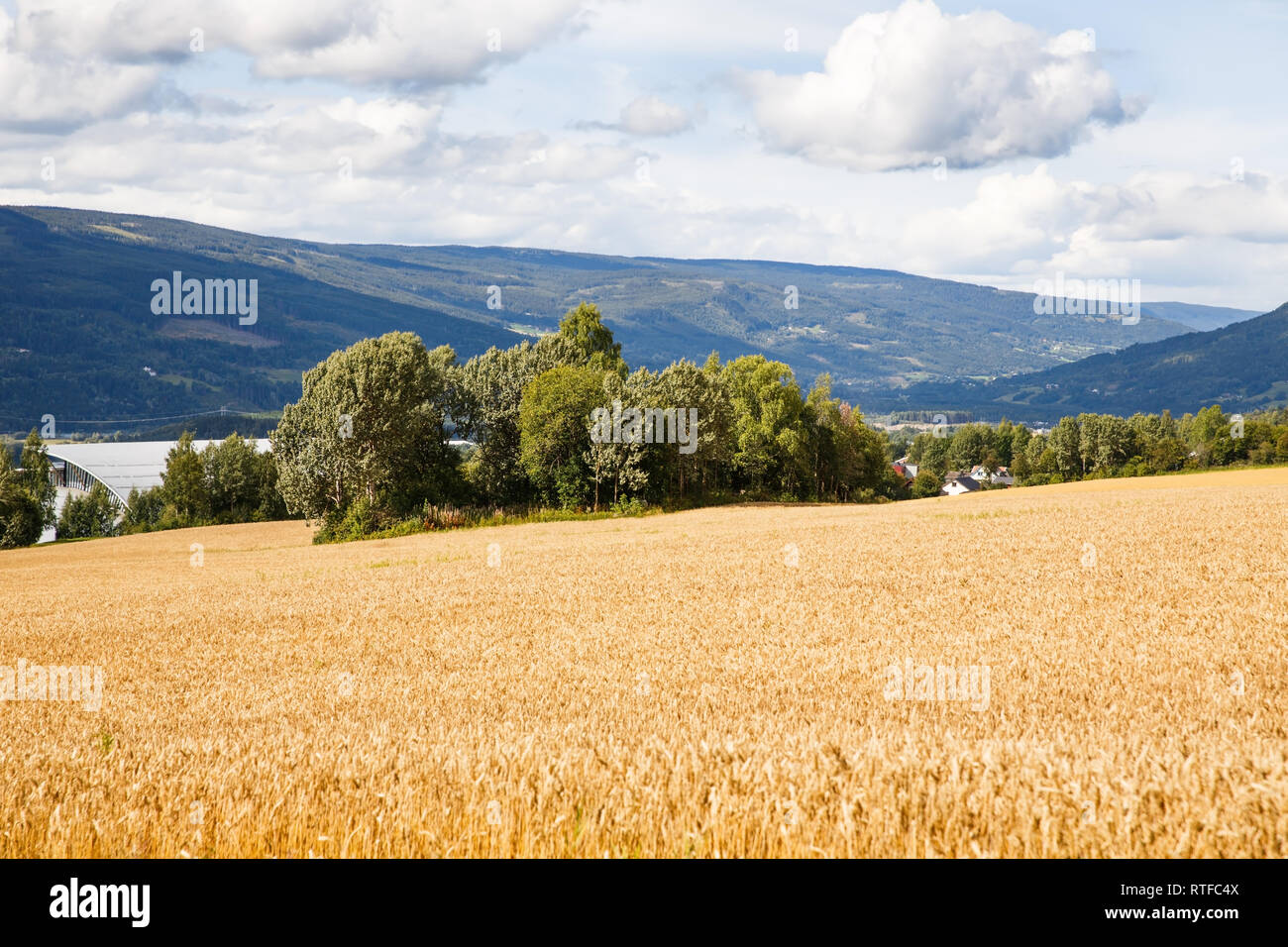 Landscape with wheat field, trees and mountains in Norway Stock Photo ...