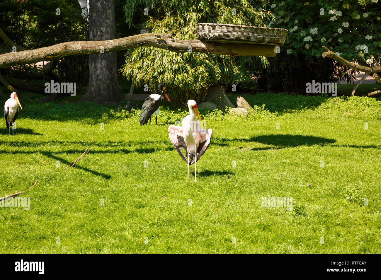 Group of the storks in the zoo Stock Photo - Alamy