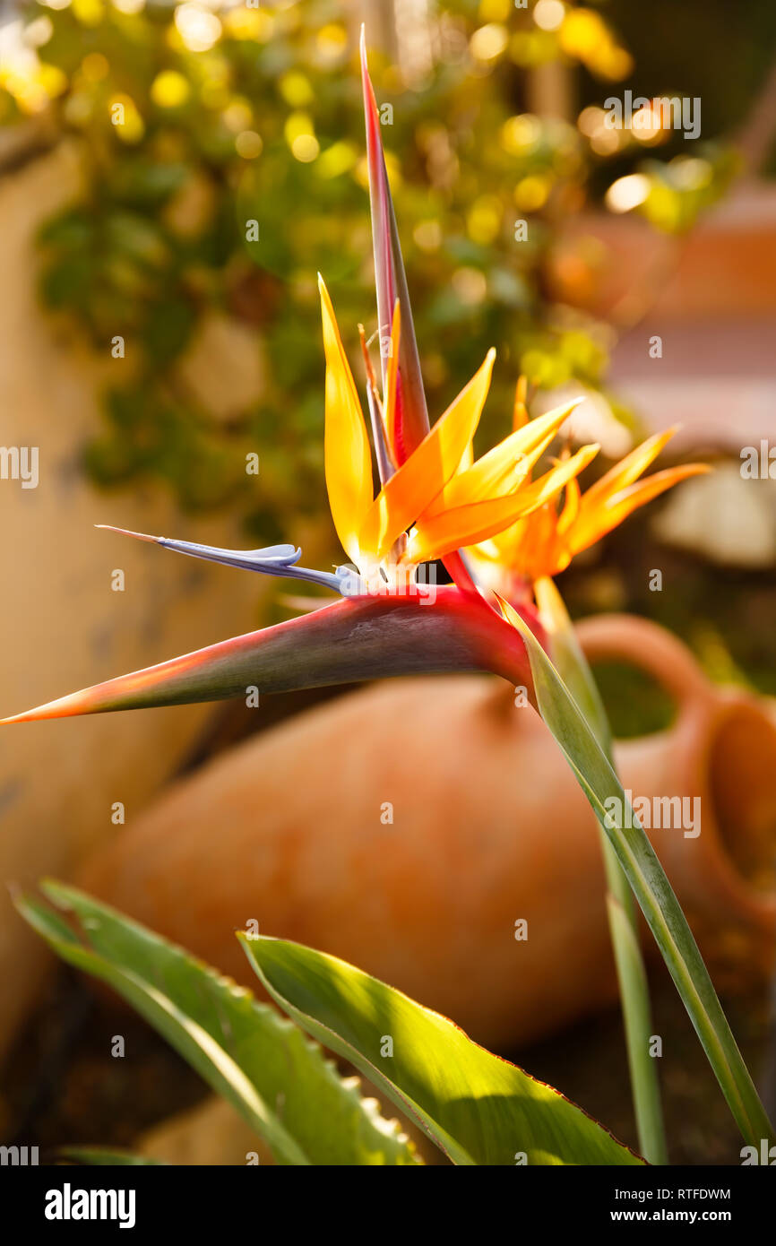 Strelitzia reginae or bird of paradise flower in the garden Stock Photo ...